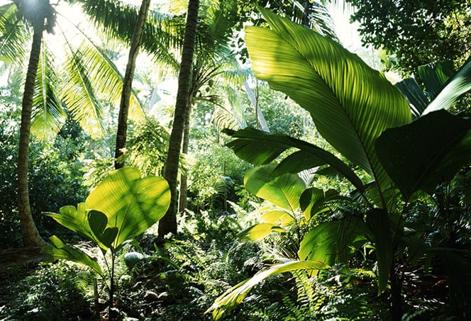 Ark: Survival Evolved - Launch Options & Graphics Settings