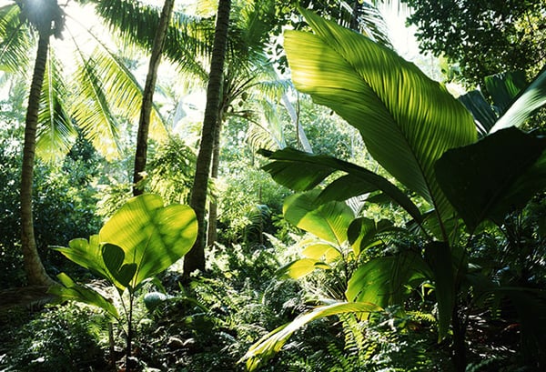 Ark: Survival Evolved – Opções de inicialização e configurações gráficas